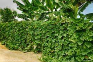 Natural and Living Fences